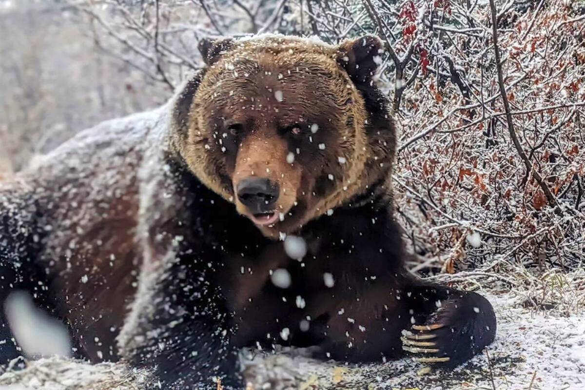 Boo settles down for a long winter’s nap in Golden | Abbotsford News